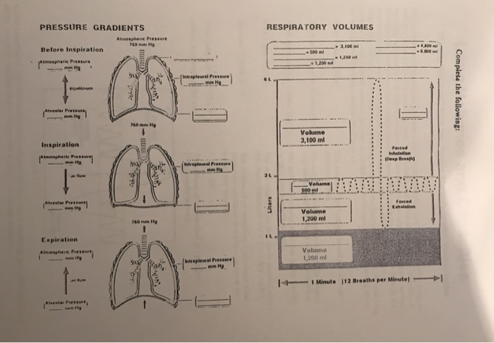 PRESSURE GRADIENTS RESPIRATORY VOLUMES 3,100 Belore | Chegg.com