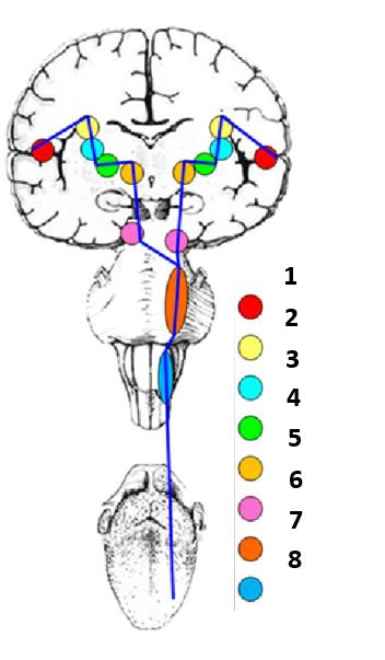 Solved ООООООО D Midbrain H Lateral orbitofrontal cortex | Chegg.com