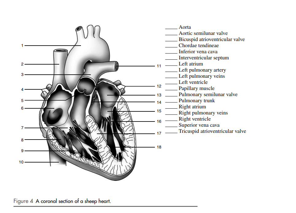 Semilunar Valves And Atrioventricular Valves