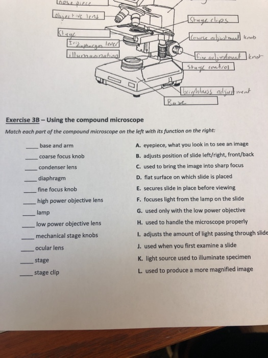 Solved kneb Vc Exercise 3B-Using the compound microscope | Chegg.com