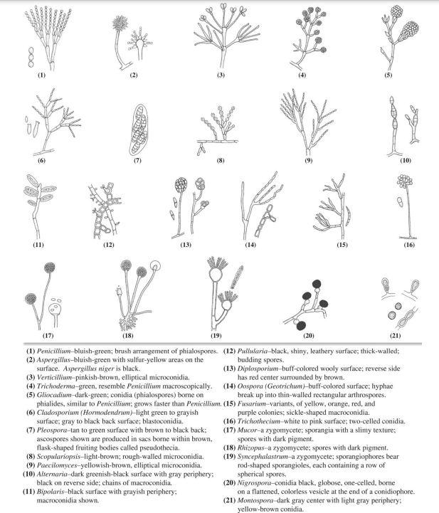 Solved 1.Image A: Based on the chart GUES what fungi does | Chegg.com