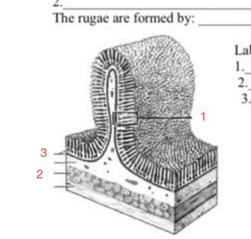 Solved The rugae are formed by: | Chegg.com