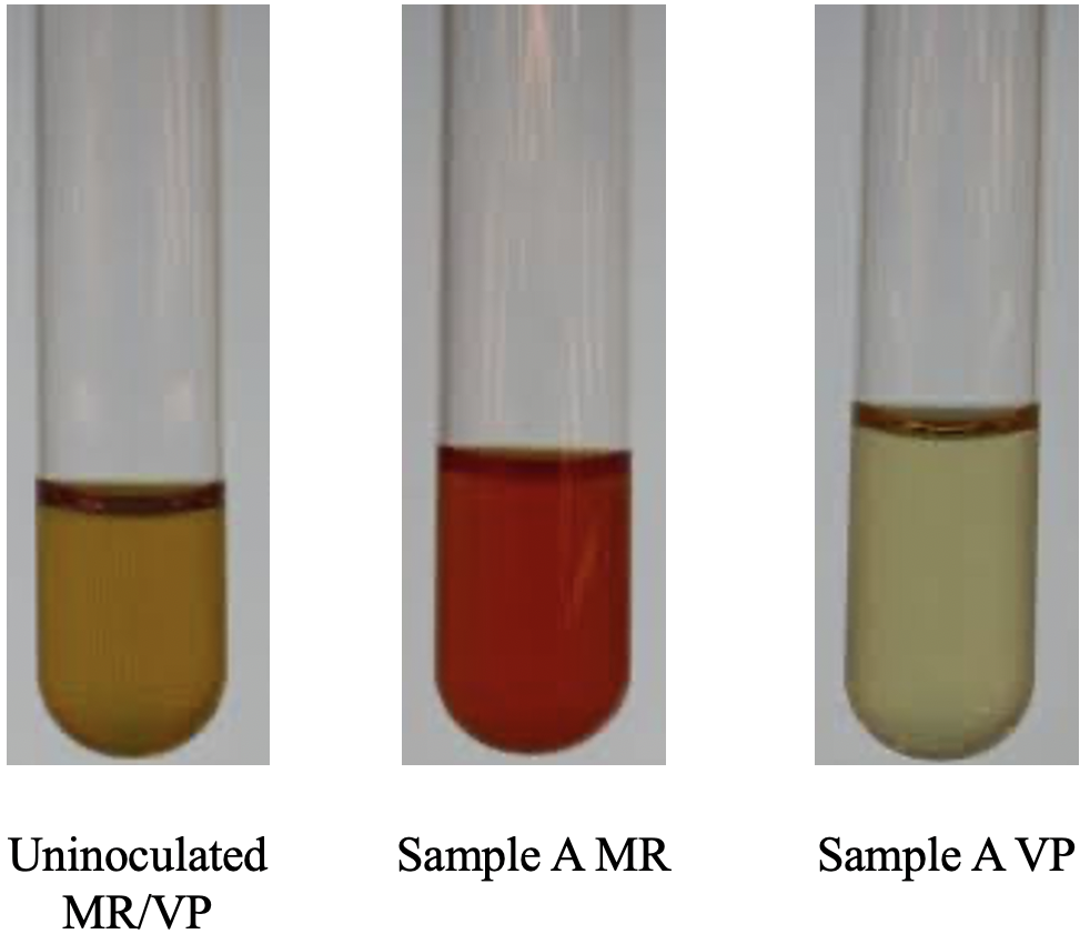 Identification of Unknown A: Experiment Results | Chegg.com