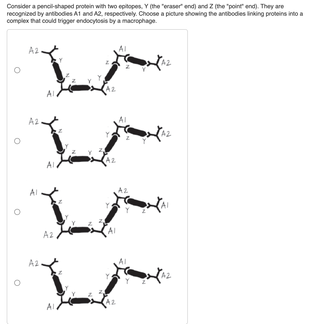 Solved Consider a pencil-shaped protein with two epitopes, Y | Chegg.com