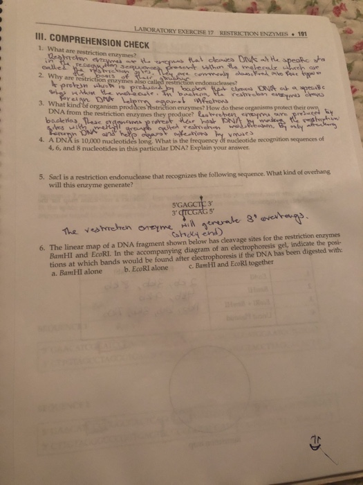 Solved LABORATORY EXERCİSE 17 RESTRICTION ENZYMES 191 III. | Chegg.com