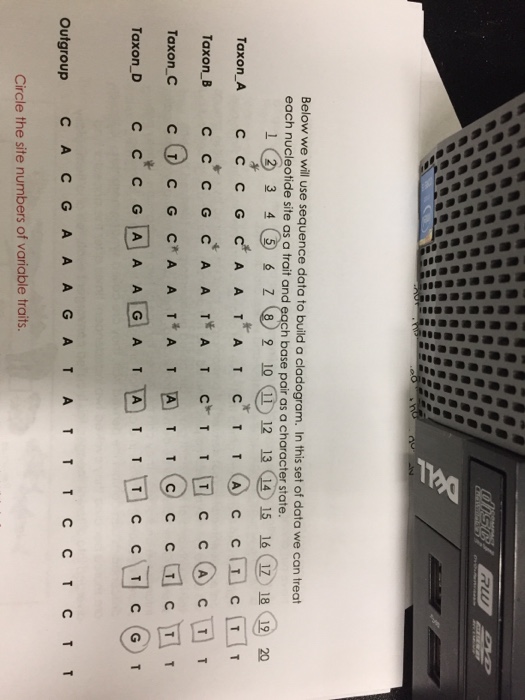 Solved Below we will use sequence data to build a cladogram. | Chegg.com