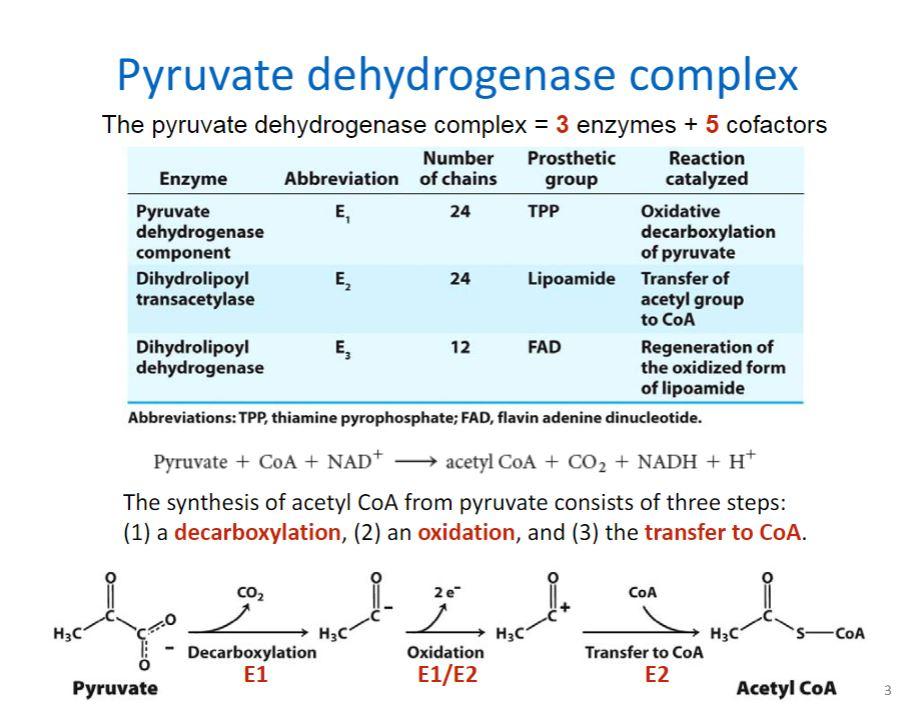 Solved Please calculate the total number of ATP eventually | Chegg.com
