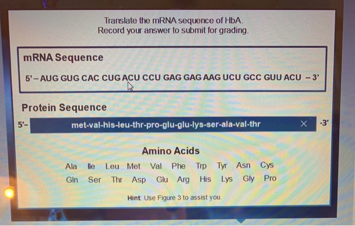 Solved Translate the mRNA sequence of HbA. Record your | Chegg.com