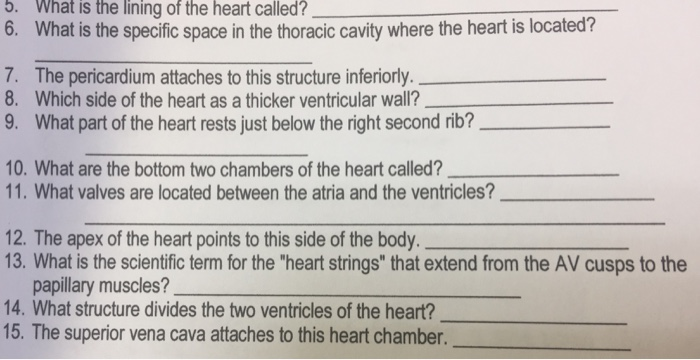 Solved b. What is the lining of the heart called? 6. What is | Chegg.com