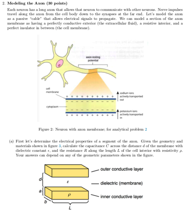 Solved 2. Modeling the Axon (30 points) Each neuron has a | Chegg.com
