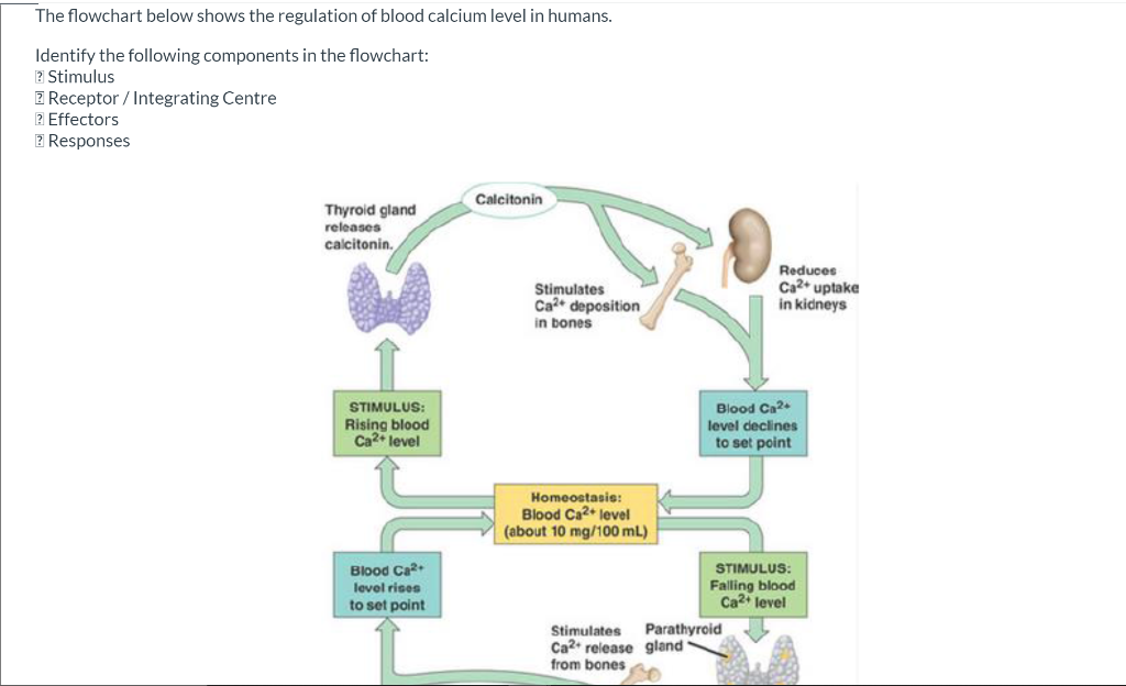 Solved The flowchart below shows the regulation of blood | Chegg.com