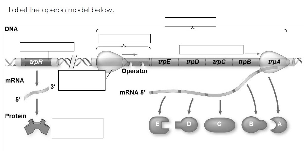Solved Label the operon model below. DNA loc w trpe trp trpc | Chegg.com