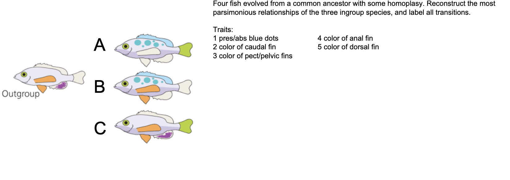 Solved Four fish evolved from a common ancestor with some | Chegg.com