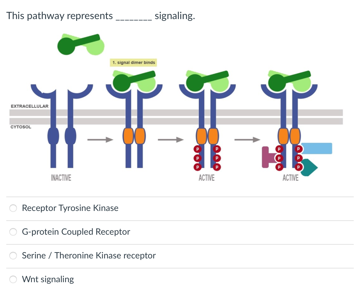 Solved This pathway represents signaling. Receptor Tyrosine | Chegg.com