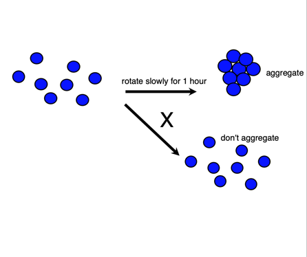 Solved 1. You carry out the cell aggregation experiment | Chegg.com