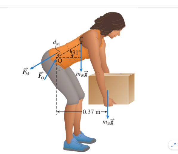 Solved This problem shows that a large force must be exerted | Chegg.com