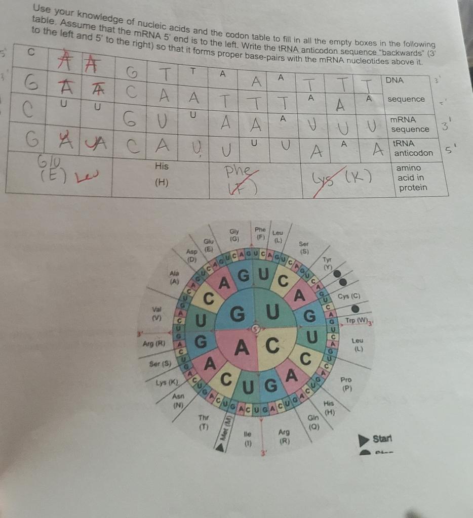 Solved Use your knowiedge of nucleic acids and the codon | Chegg.com