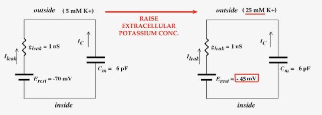 Solved From analyzing neuron with the capacitance and leak | Chegg.com