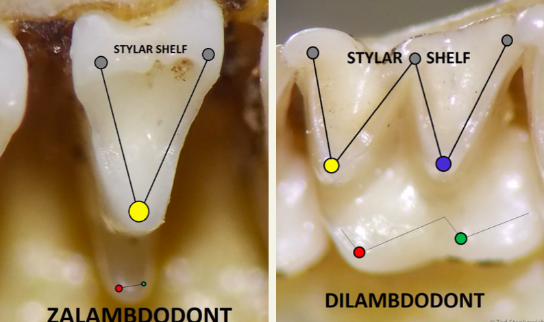 Solved Zalambdodont and Dilambdodont molars are found in | Chegg.com