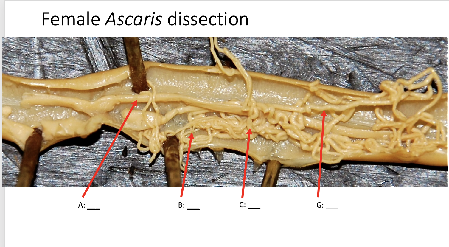 Solved Female Ascaris dissection A: B: 8: C: G: | Chegg.com