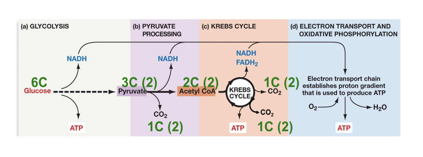 Solved Suddenly increasing the concentration of Acetyl CoA | Chegg.com