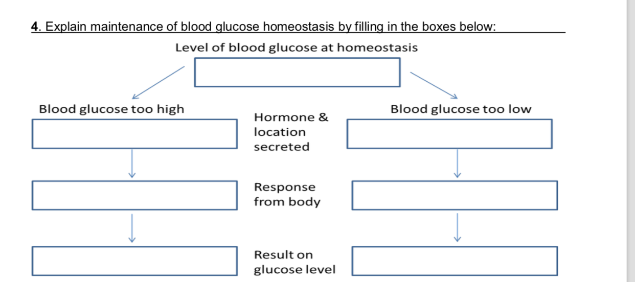 Solved 4. Explain maintenance of blood glucose homeostasis | Chegg.com