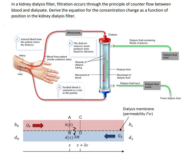 In a kidney dialysis filter, filtration occurs | Chegg.com
