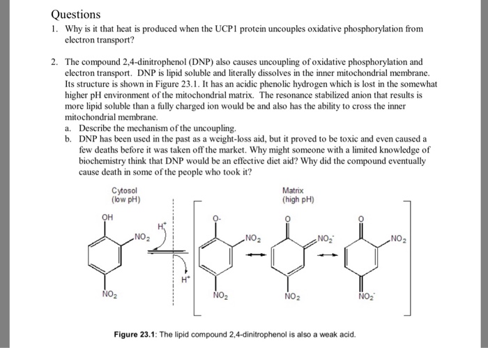 Solved Case 23 The Role of Uncoupling Proteins in Obesit | Chegg.com