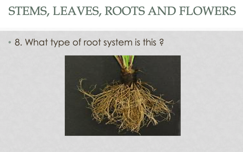 Solved STEMS, LEAVES, ROOTS AND FLOWERS 5. What plant part | Chegg.com