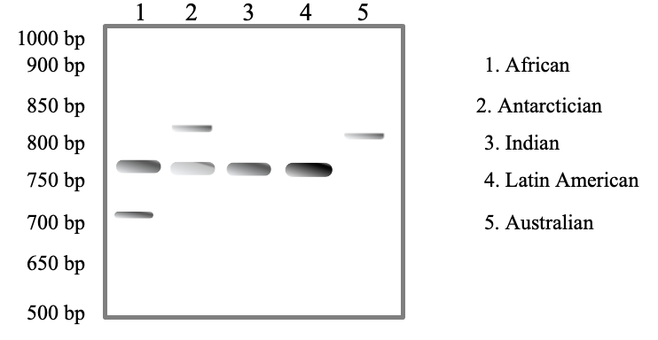 Solved From the Northern blot results of the Indian person’s | Chegg.com