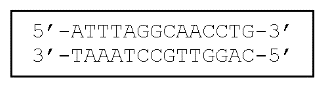Solved You have a short double-stranded DNA molecule with | Chegg.com