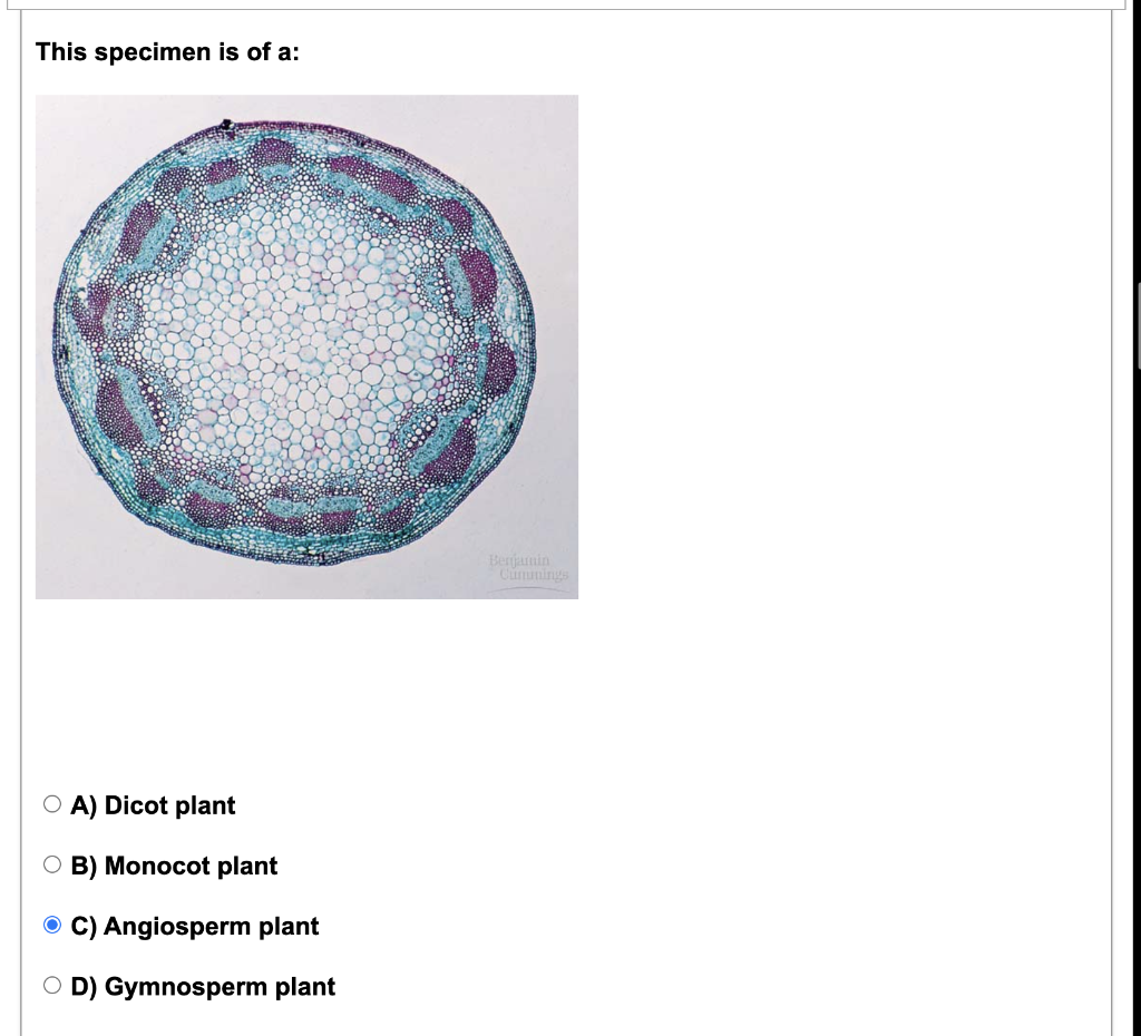 Solved This specimen is of a: Berat A) Dicot plant O B) | Chegg.com