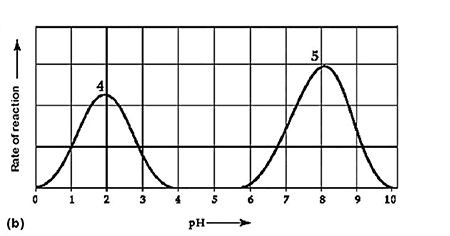 Solved 1. Which temperature and pH profile curves on the | Chegg.com