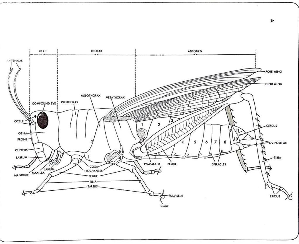 Solved Compare the overall body plan of a prawn to that of | Chegg.com