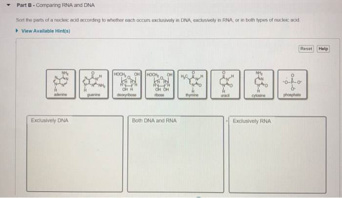 Solved Part B-Comparing RNA and DNA Sort the parts of a | Chegg.com