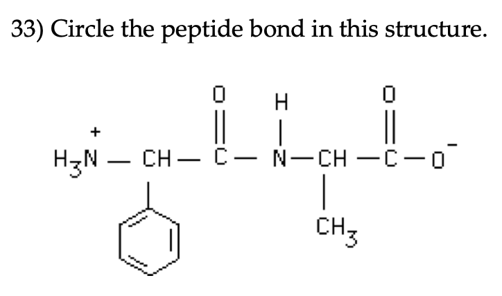 Solved 33) Circle the peptide bond in this structure. | Chegg.com