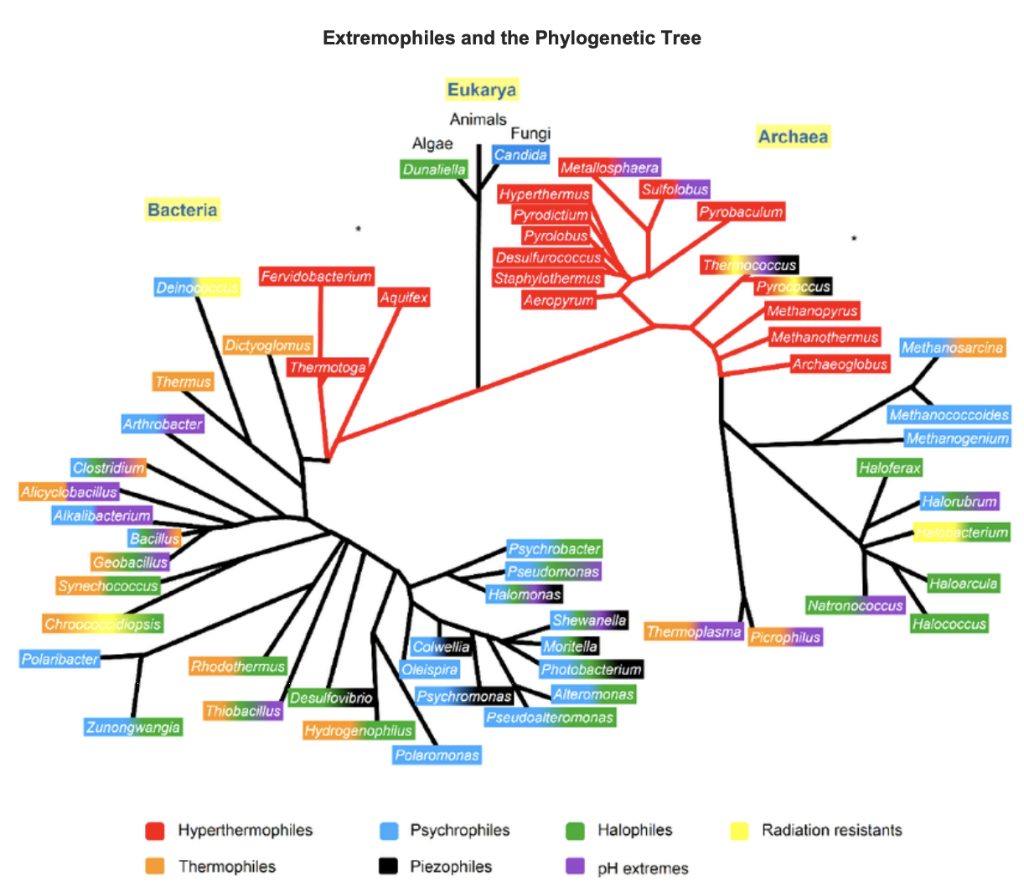 Solved Extremophiles and the Phylogenetic Tree Eukarya | Chegg.com