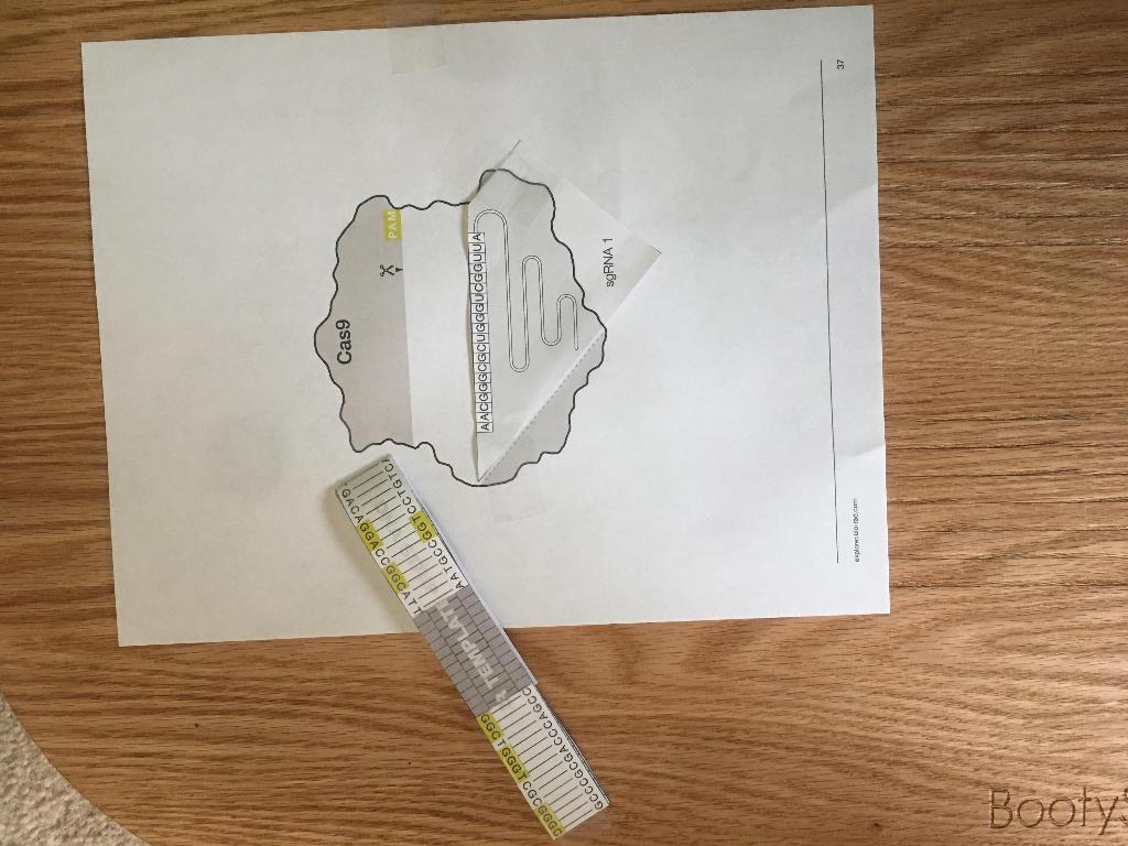 Solved Use the blank DNA strip along with the rest of the | Chegg.com