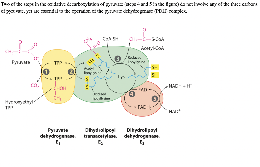 Solved Two of the steps in the oxidative decarboxylation of | Chegg.com