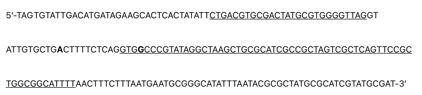 Solved A. Below is a small 2 exon long gene. The exons are | Chegg.com