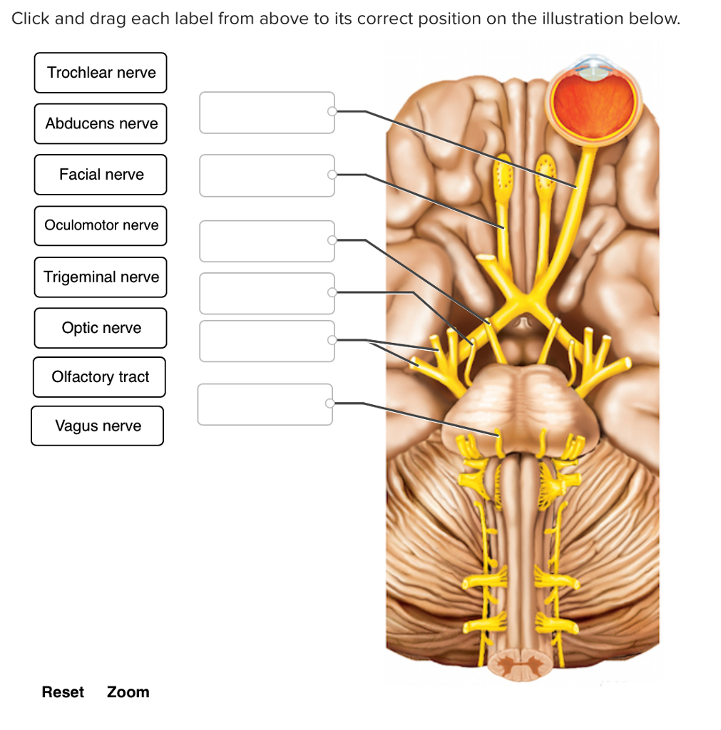 Solved Click and drag each label from above to its correct | Chegg.com