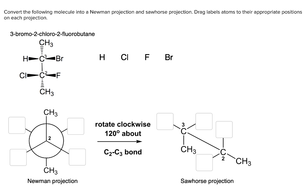 Solved Convert the following molecule into a Newman | Chegg.com