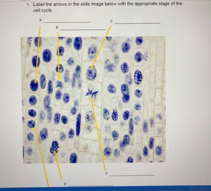 Solved 1. Label the arrows in the slide image below with the | Chegg.com