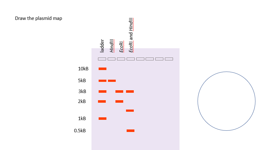 Solved Draw the plasmid map | Chegg.com