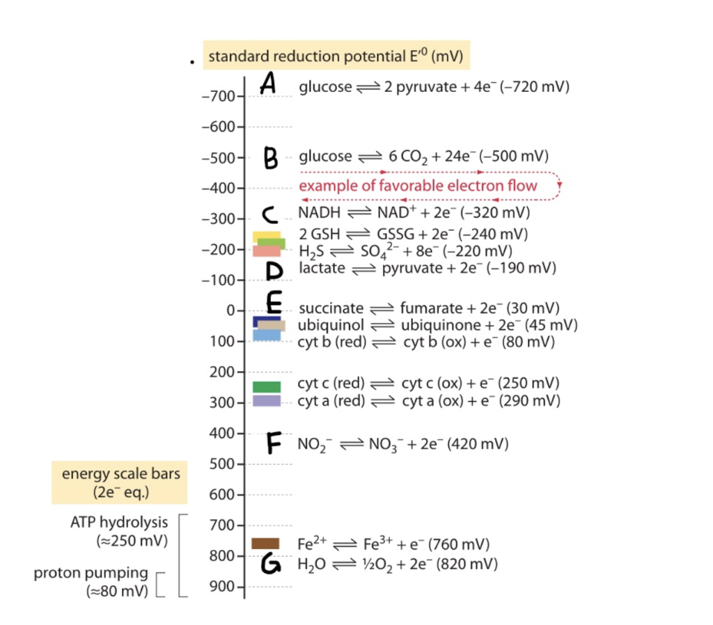 standard reduction potential Eº (mv) glucose 2 | Chegg.com