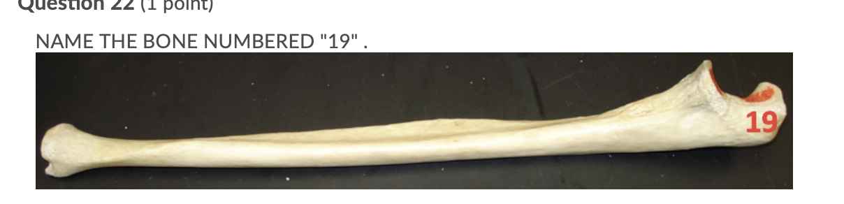 Solved Question 22 (1 point) NAME THE BONE NUMBERED "19". 19 | Chegg.com