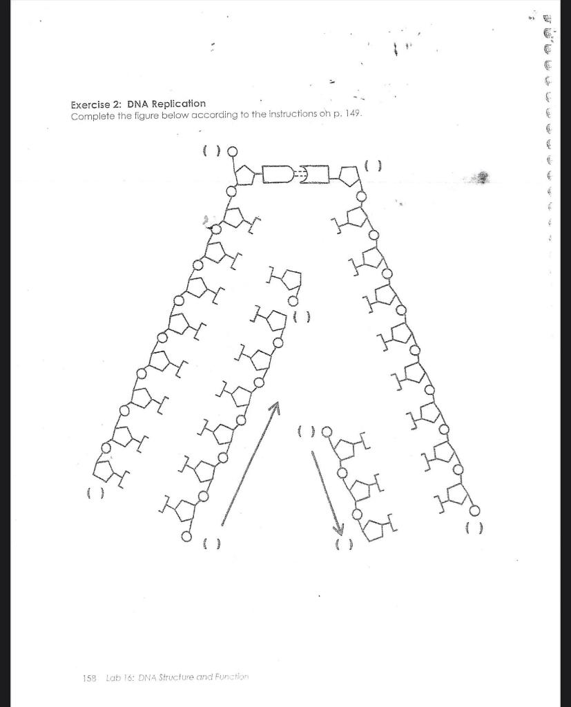 Solved Name Date Lab 16: DNA Structure and Function Exercise | Chegg.com