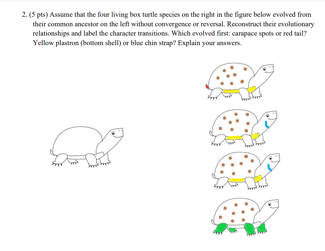 2. (5 pts) Assume that the four living box turtle | Chegg.com