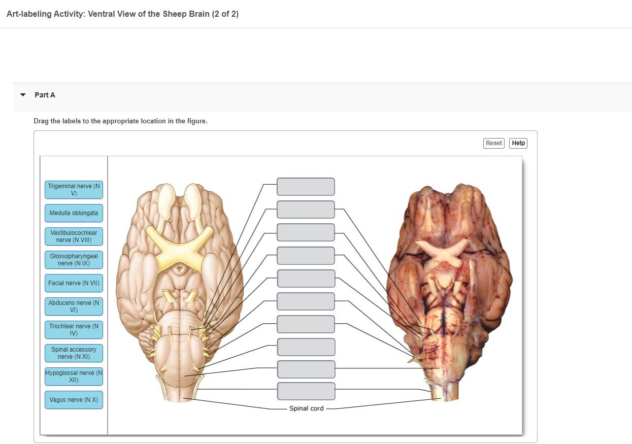 Lateral View Of Sheep Brain