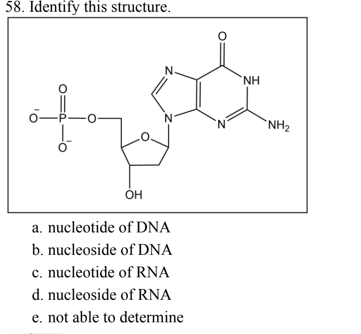 Solved 58. ﻿Identify this structure.a. ﻿nucleotide of DNAb. | Chegg.com